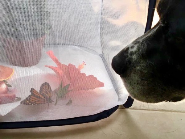My Time With Mona: Three Days Caring For A Dying Butterfly – The Gloria ...