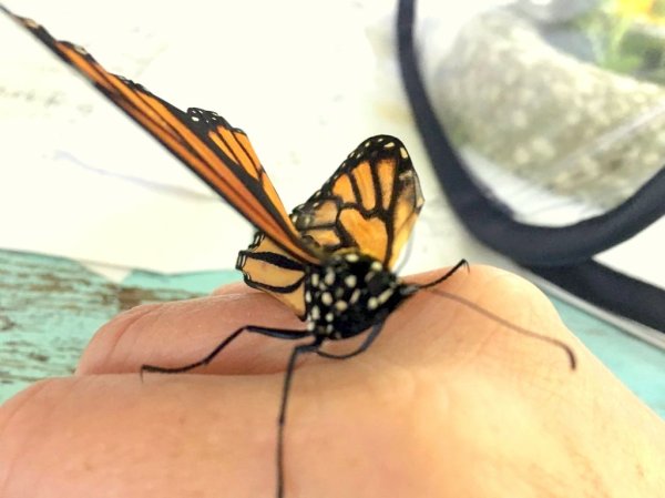 My Time With Mona: Three Days Caring For A Dying Butterfly – The Gloria ...