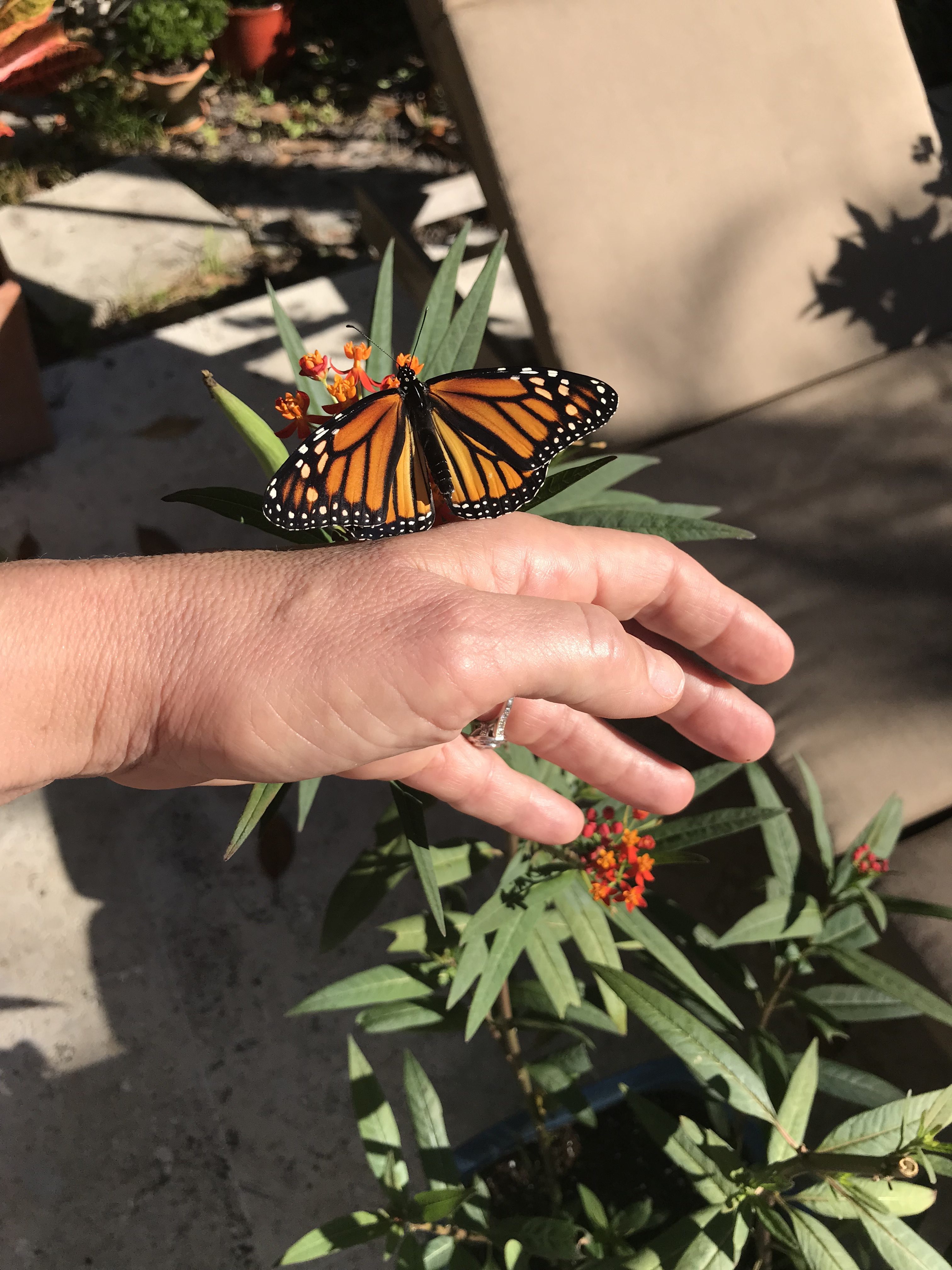 Why Would You Start Raising Monarch Butterflies? – The Gloria Sirens