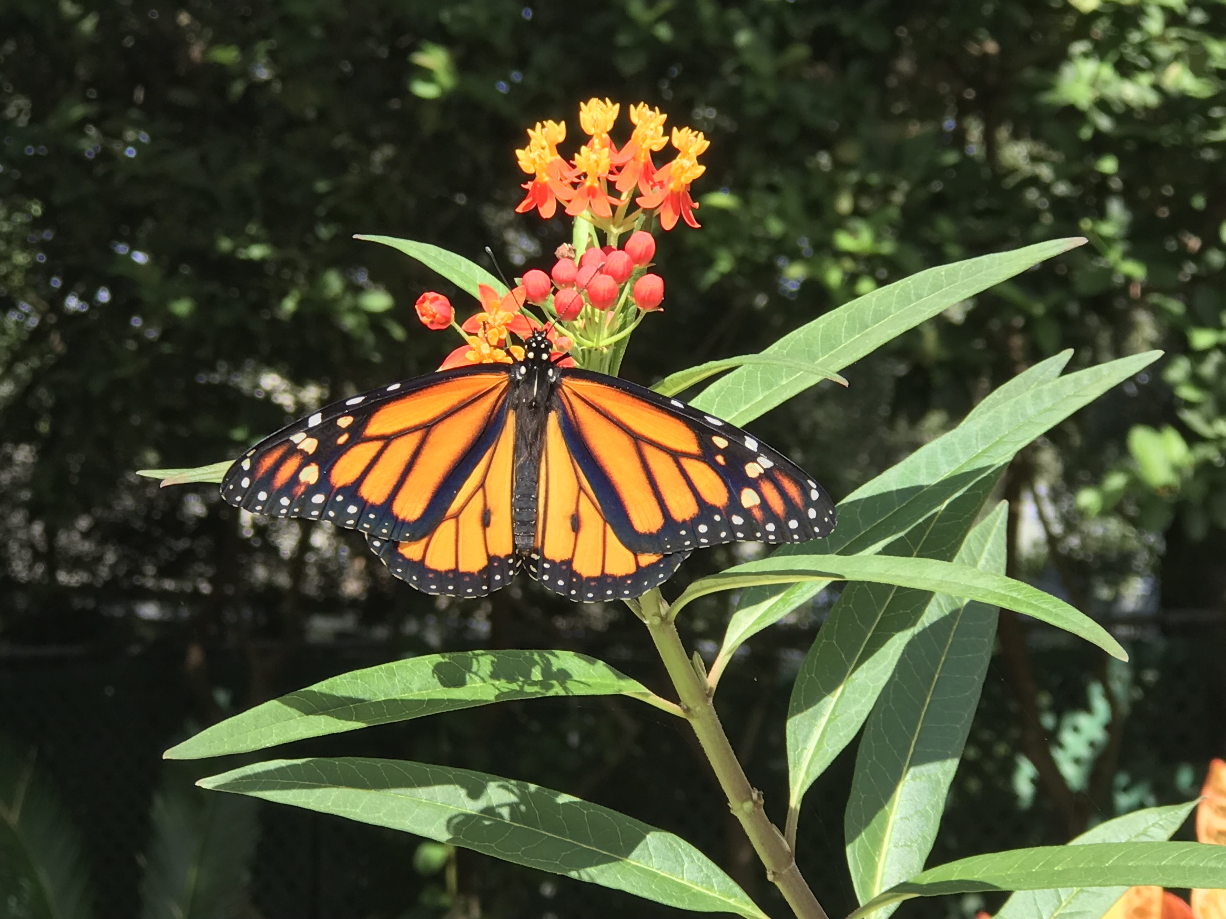 Why Would You Start Raising Monarch Butterflies? – The Gloria Sirens