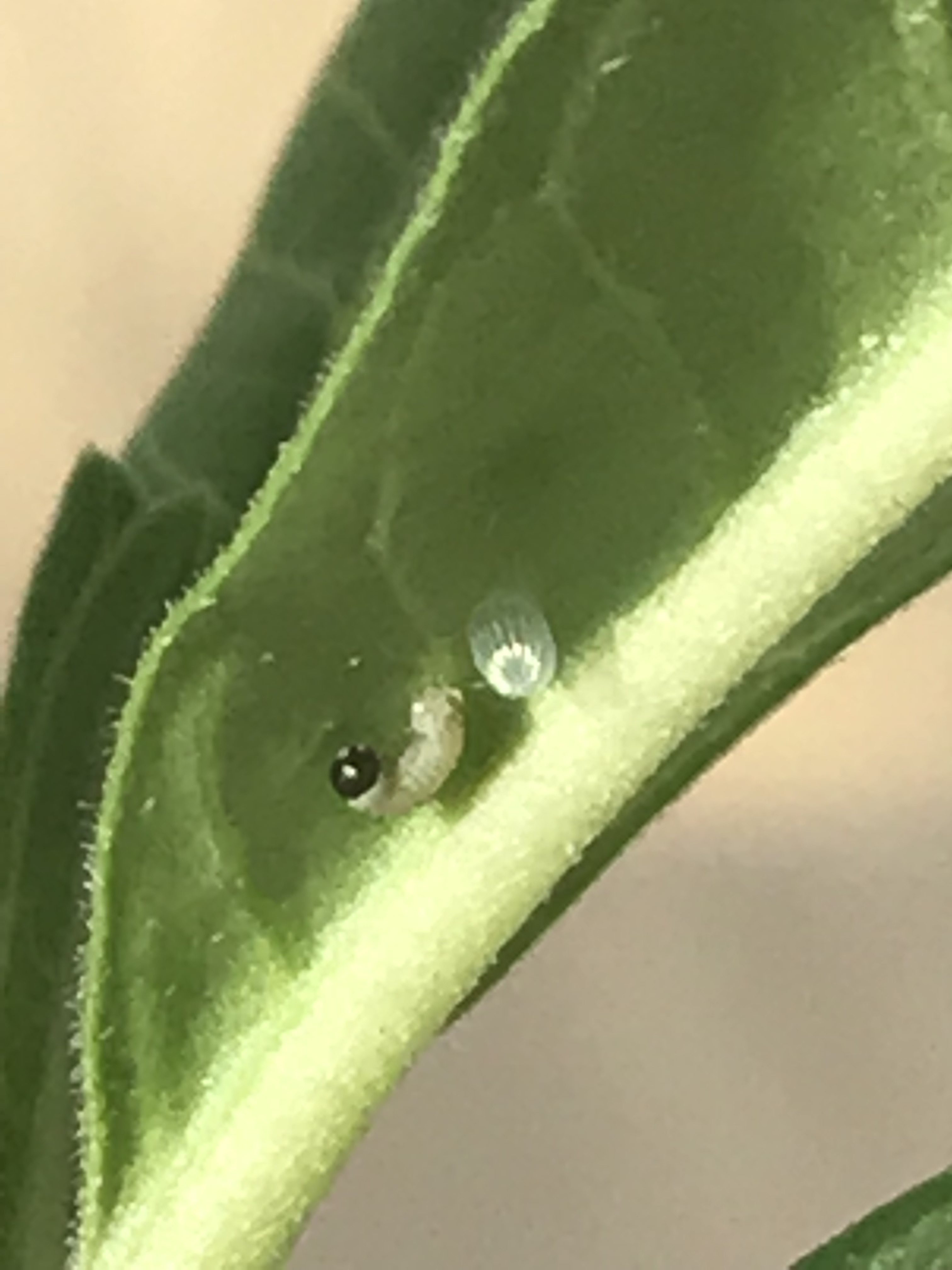 Why Would You Start Raising Monarch Butterflies? – The Gloria Sirens