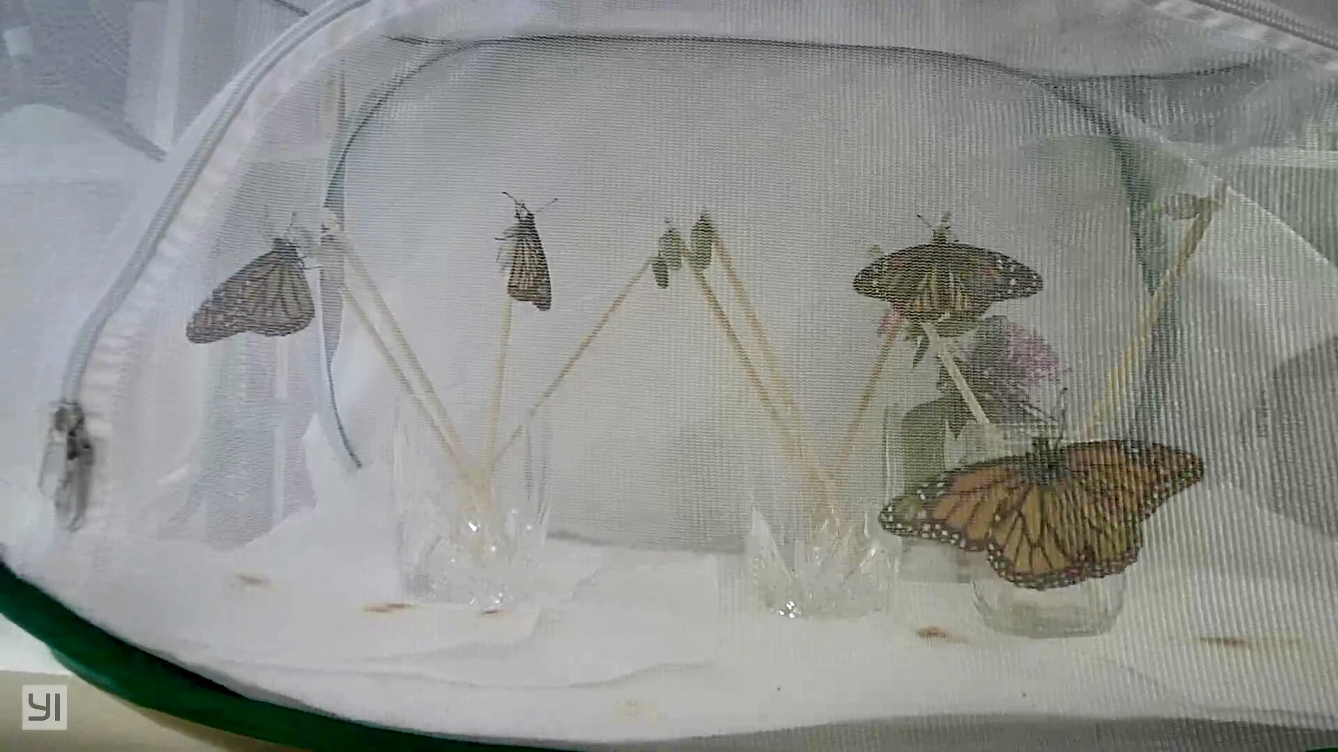 Why Would You Start Raising Monarch Butterflies? – The Gloria Sirens