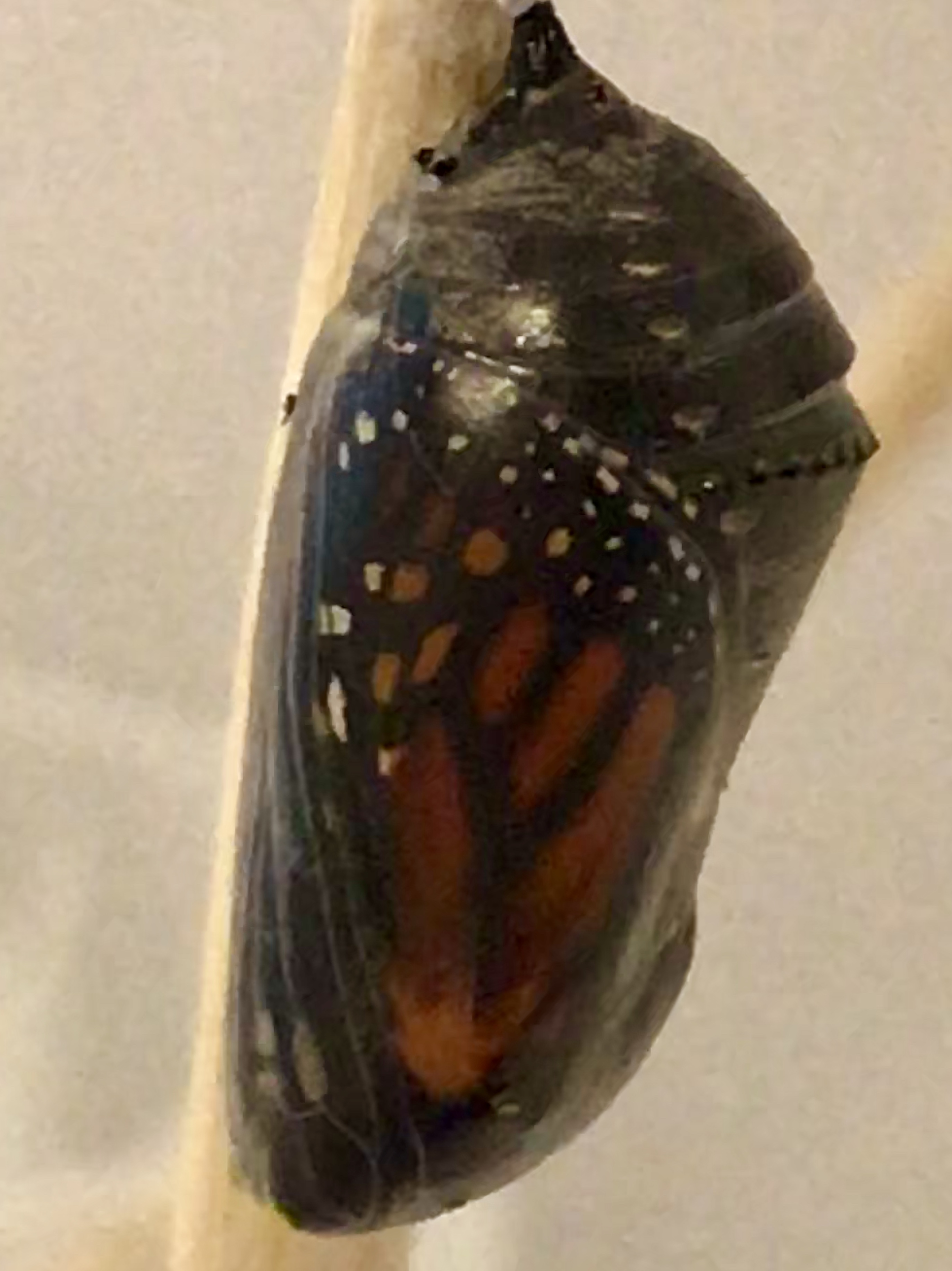 Why Would You Start Raising Monarch Butterflies? – The Gloria Sirens